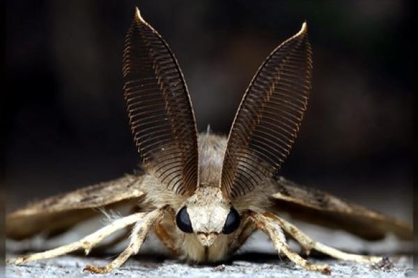 Steamship Mutual - Flighted Spongy Moth Complex (FSMC)